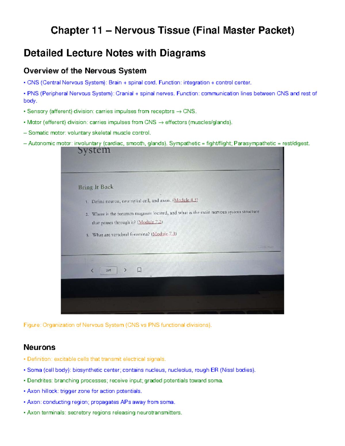 Chapter 11 Nervous Tissue (Final Exam) Detailed Lecture Notes ...