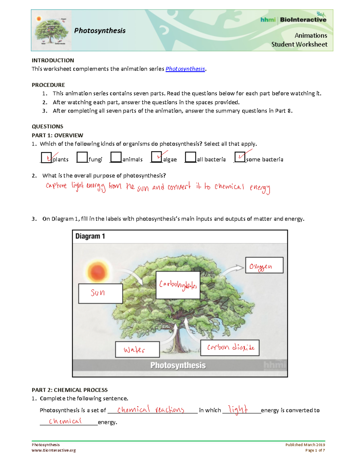 HHMI Photosynthesis Student Worksheet & Animation Questions - Studocu