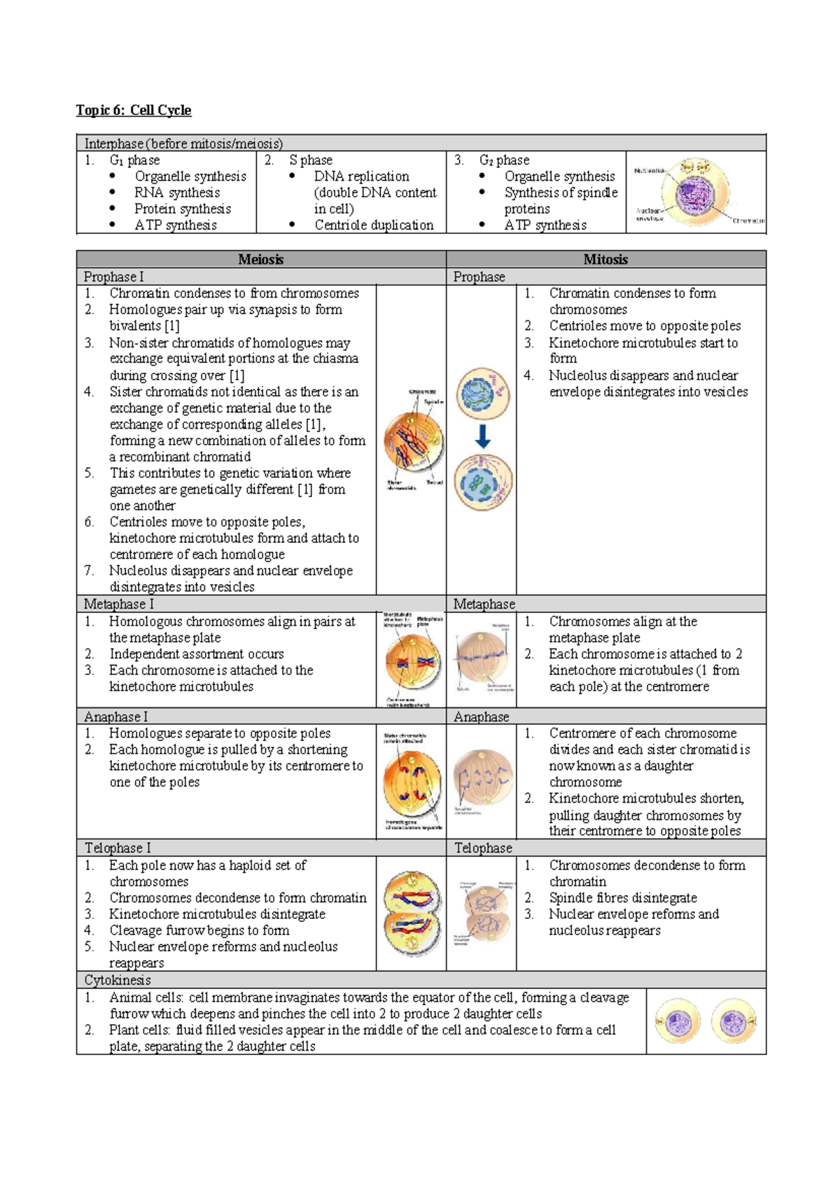 Topic 6: Cell Cycle Interphase & Meiosis Overview (Bio 101) - Studocu