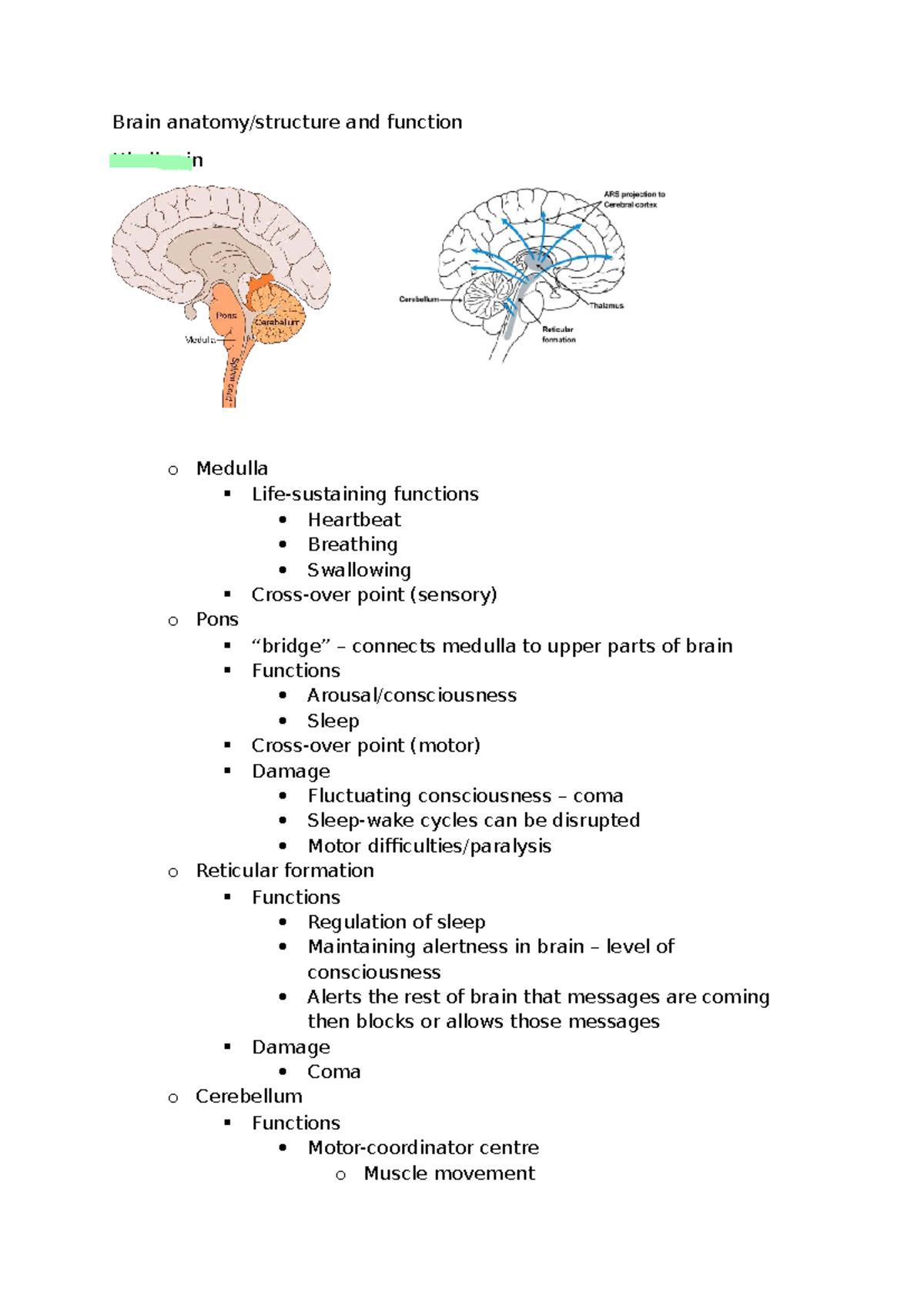 Brain Anatomy: Functions of the Hindbrain, Midbrain, and Forebrain ...