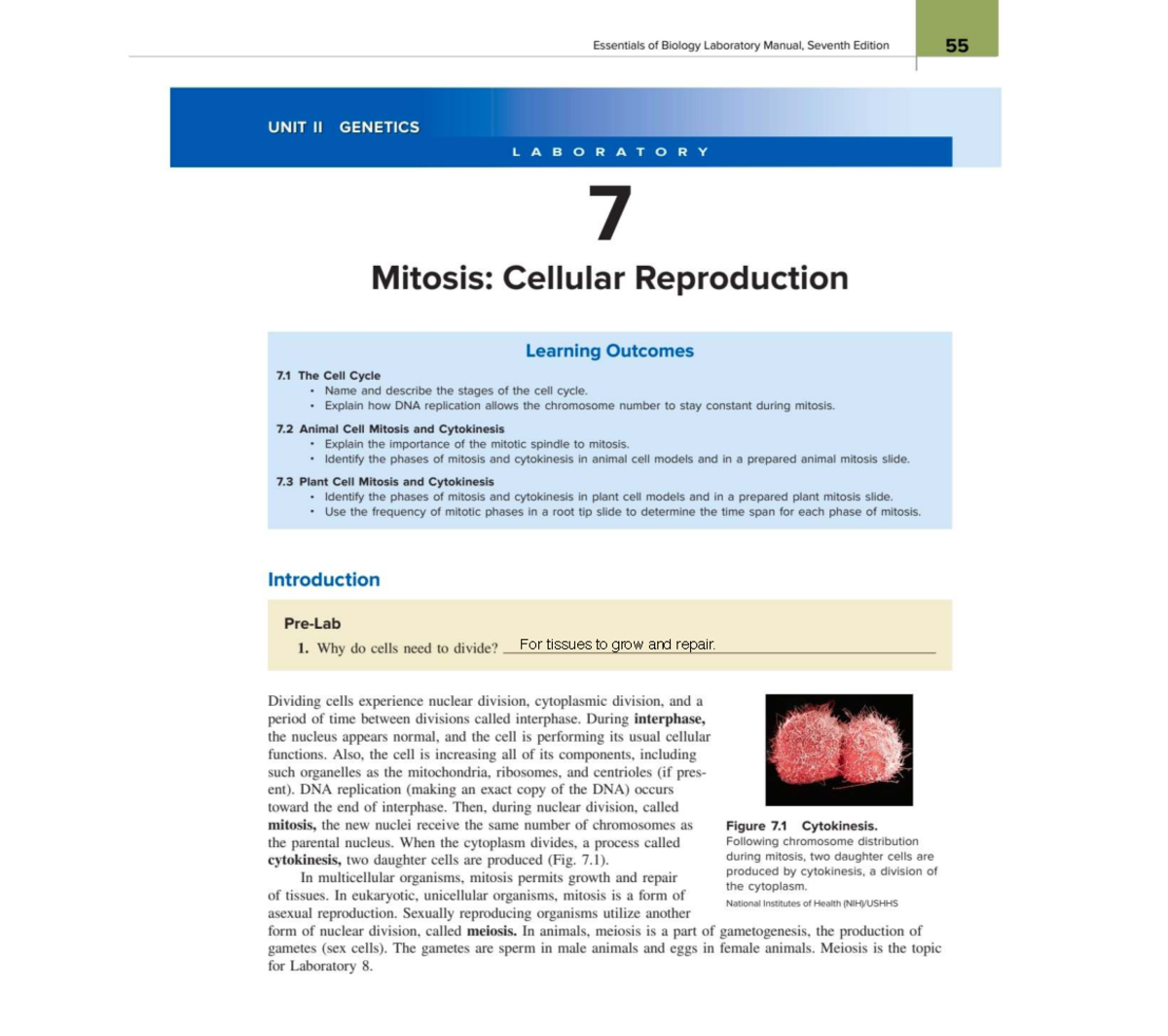 Lab 6 Mitosis: Cellular Reproduction - Bio 11 - Studocu