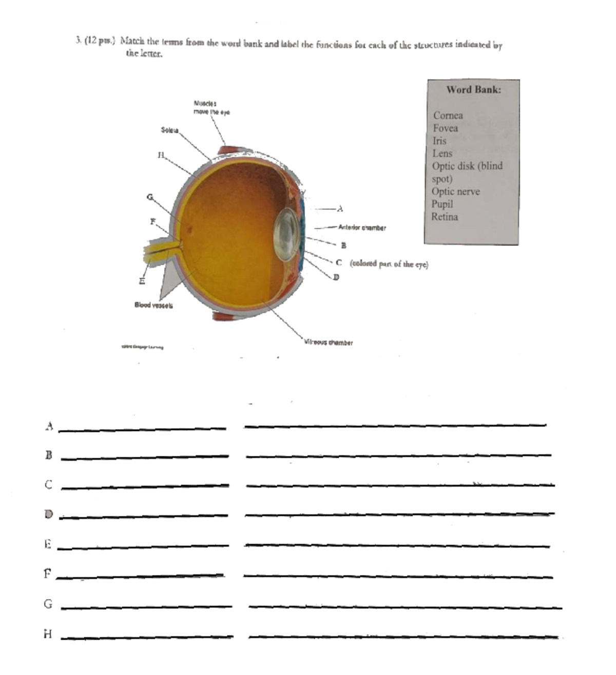 Eye Labeling Worksheet - PSY315: Match Terms & Functions - Studocu