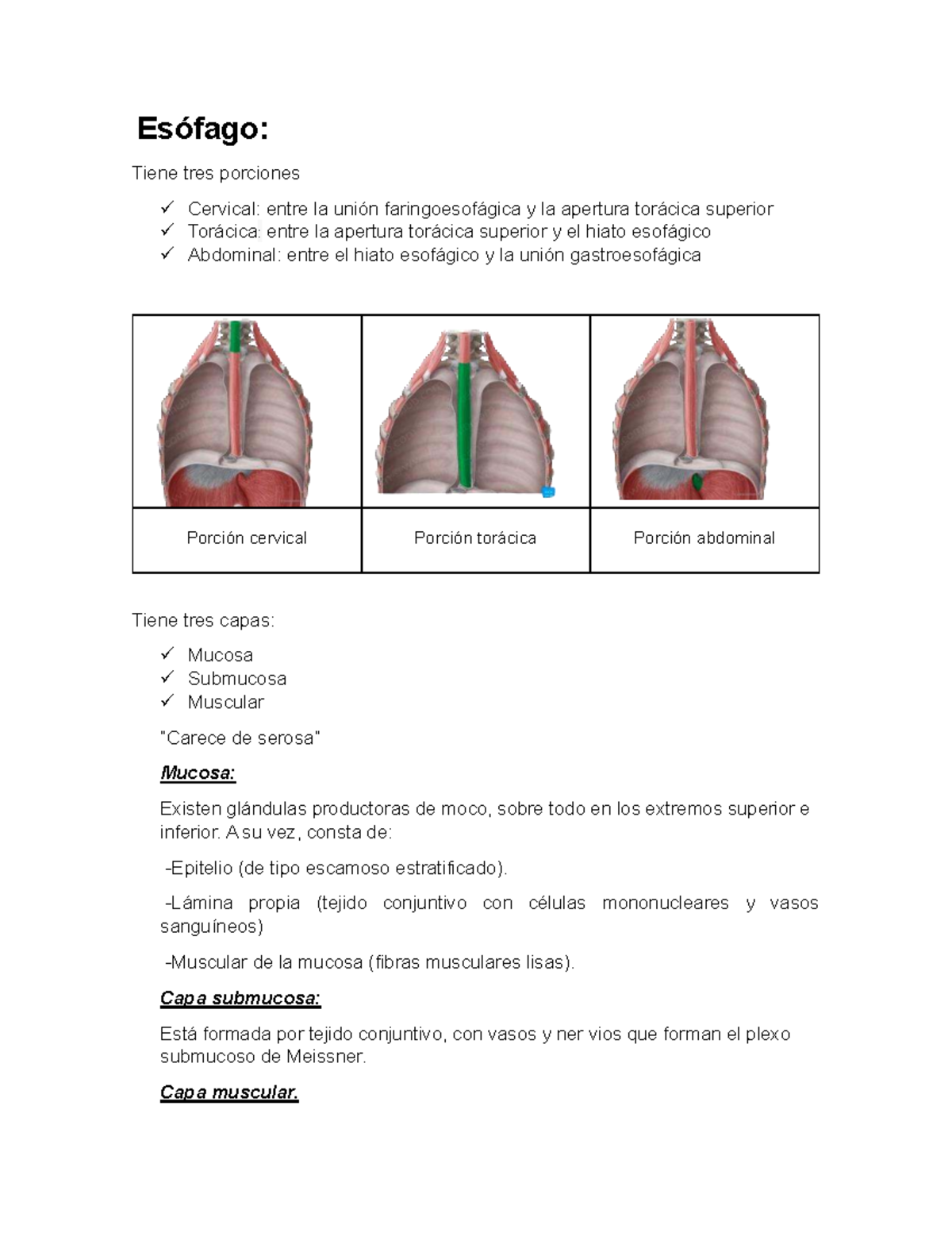 Esófago: Anatomía, Irrigación y Drenaje Linfático - Estudio Detallado ...