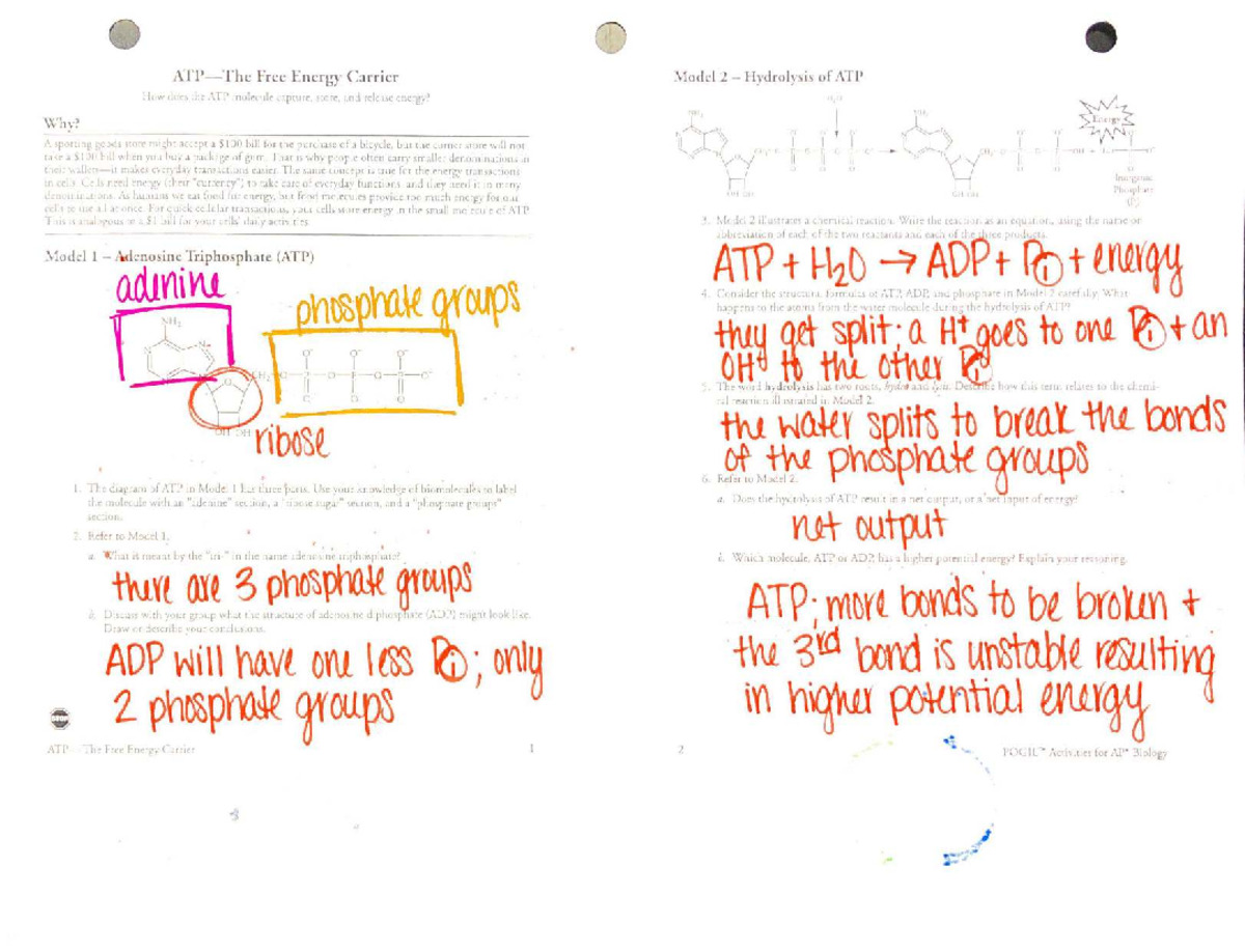 ATP Hydrolysis: Understanding Energy Transfer in Cells - Pogil Key ...