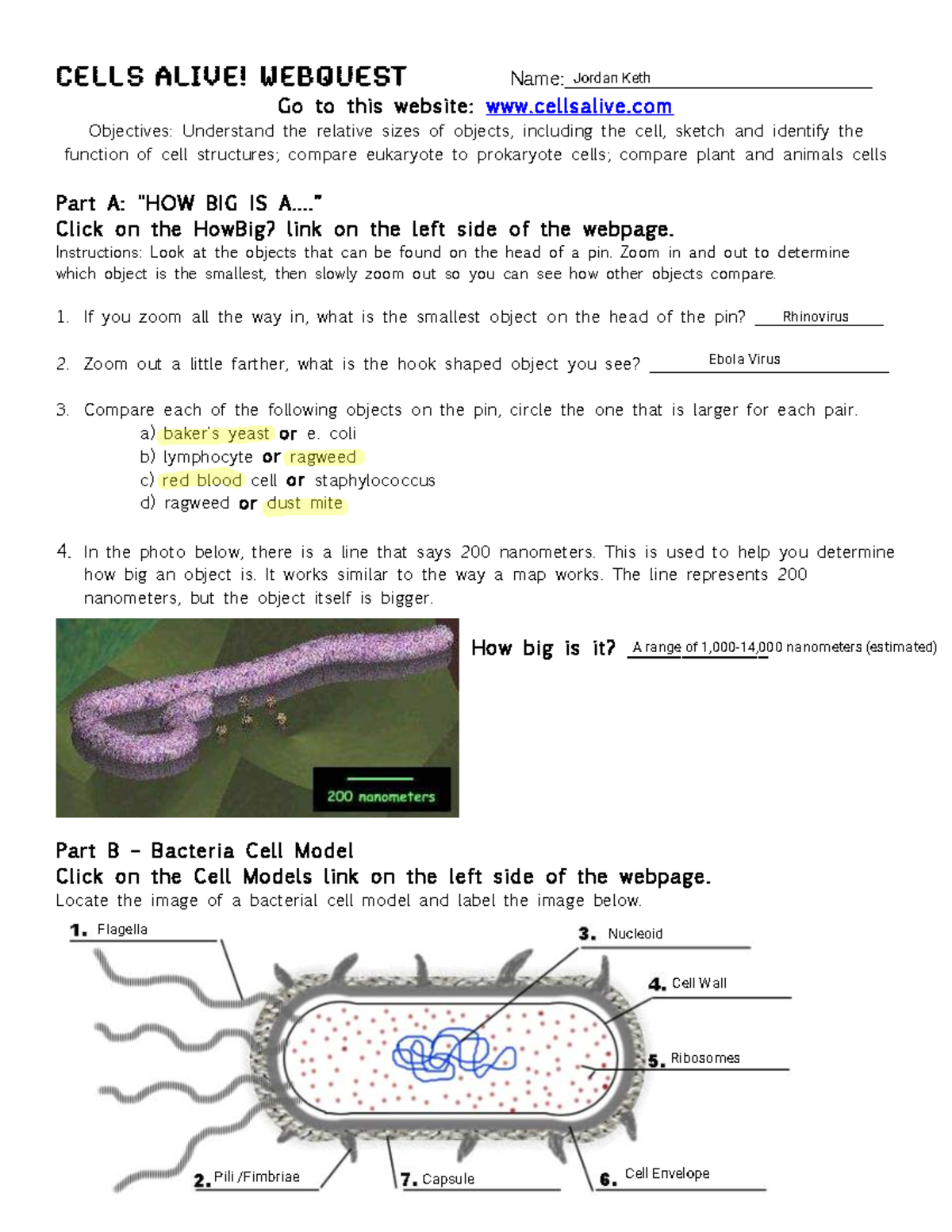 Cells Alive! Webquest (BIOL 101) - Understanding Cell Structures and ...