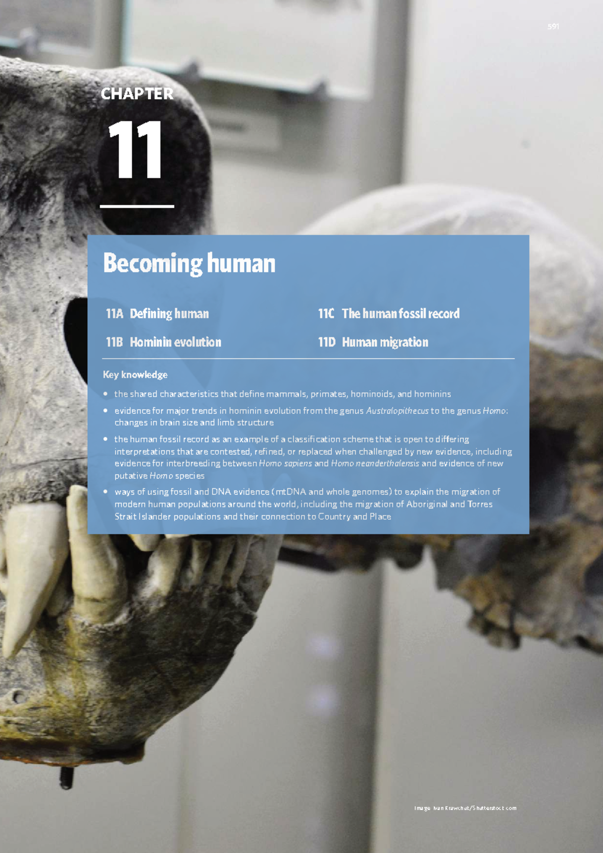 591 VCE Biology 34: Chapter 11 - Becoming Human and Hominin Evolution ...