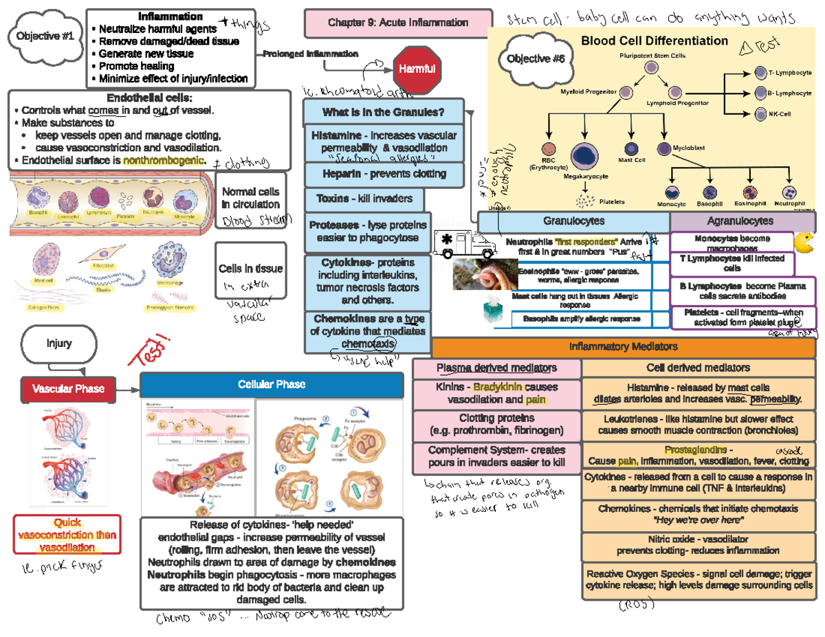 Concept map Ch 9 Inflammation - Complement System- creates pours in ...