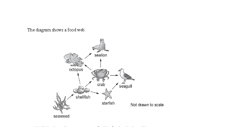Food Web Analysis: Energy Flow and Toxicity Effects (Biology 101) - Studocu