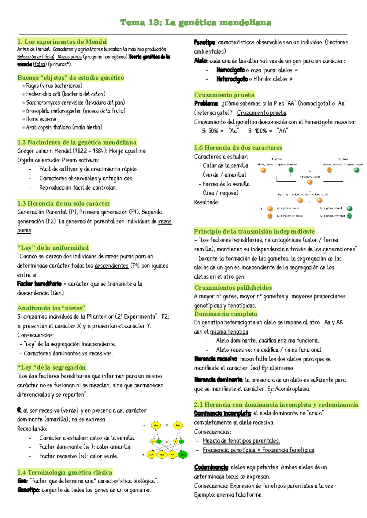 Genética Mendeliana: Principios y Experimentos de Mendel - Studocu