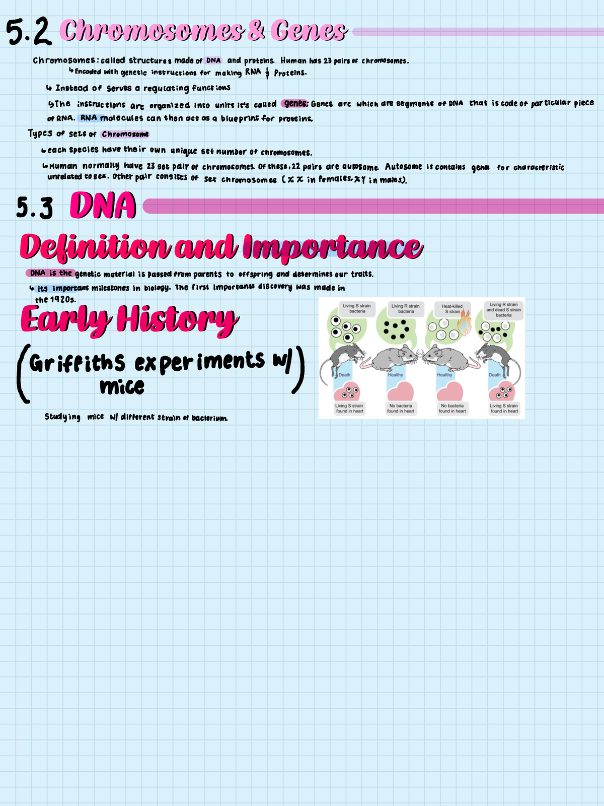 Topic 4 Extra Credit Notes - Chromosomes & GenesChromosomes & Genes DNA ...