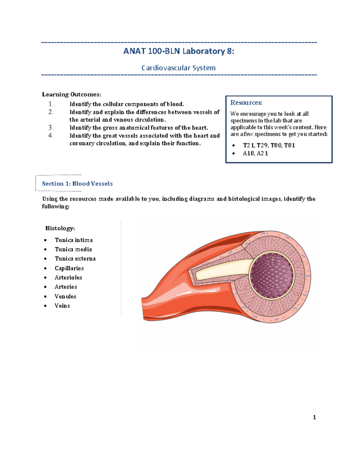 ANAT 100 BLN - Lab 8: Cardiovascular System Overview and Learning ...