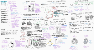 Biology (0610) CAIE IGCSE Alternative Practical Notes (Updated 2020-21 ...
