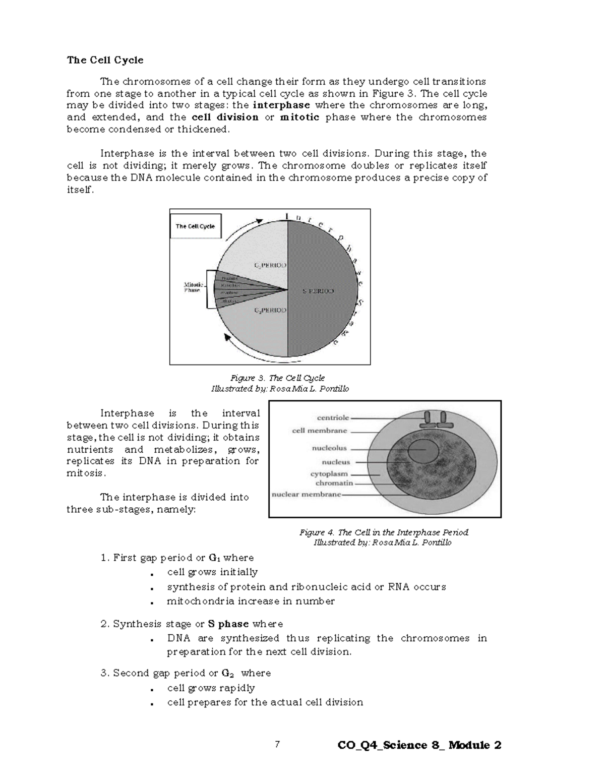 cell cycle document - The Cell Cycle The chromosomes of a cell change ...