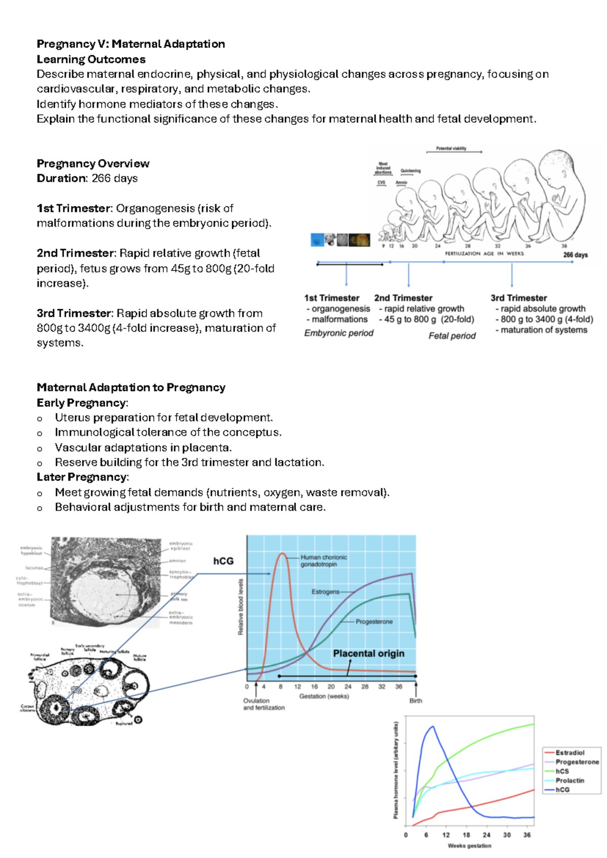 Maternal Adaptations During Pregnancy: ANHB2216 Lecture Notes - Studocu