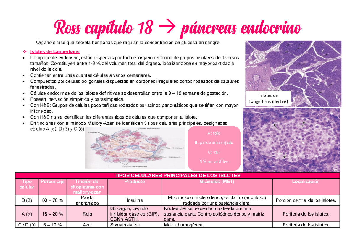 Resumen de Ross Capítulo 18: Páncreas Endocrino y Funciones - Studocu