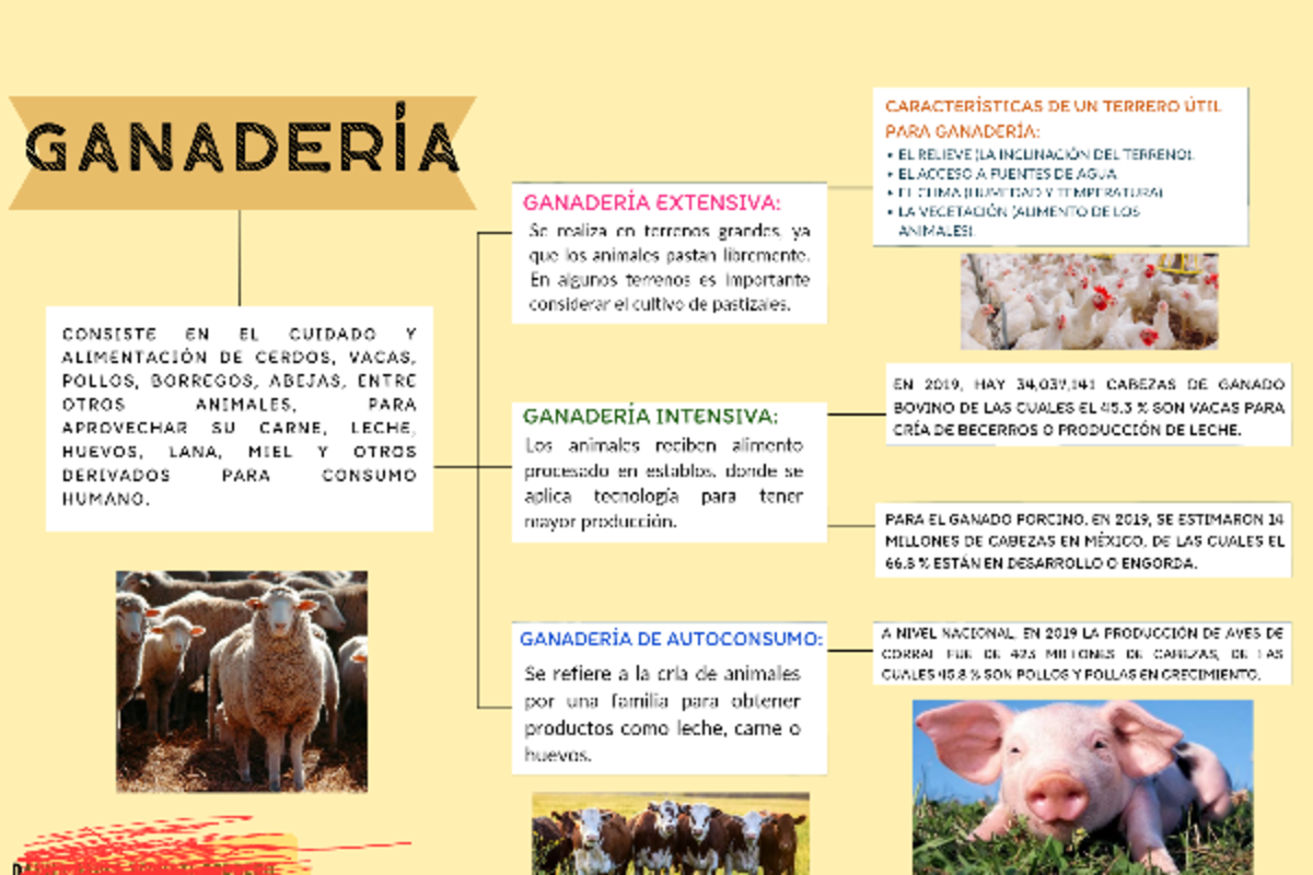 Ganaderia-Mapa - Mapa mental sobre la ganadería - CARACTERÍSTICAS DE UN ...