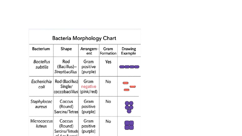 Bacteria chart - Bacillus subtilis – Gram-positive, rod-shaped, spore ...