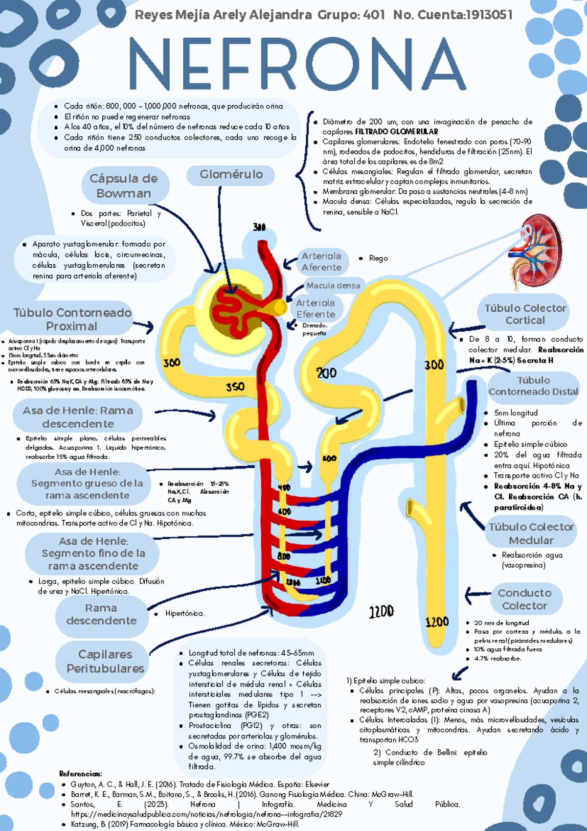 Nefrona - Resumen Fisiología Ii - ####### Túbulo ####### Contorneado ...