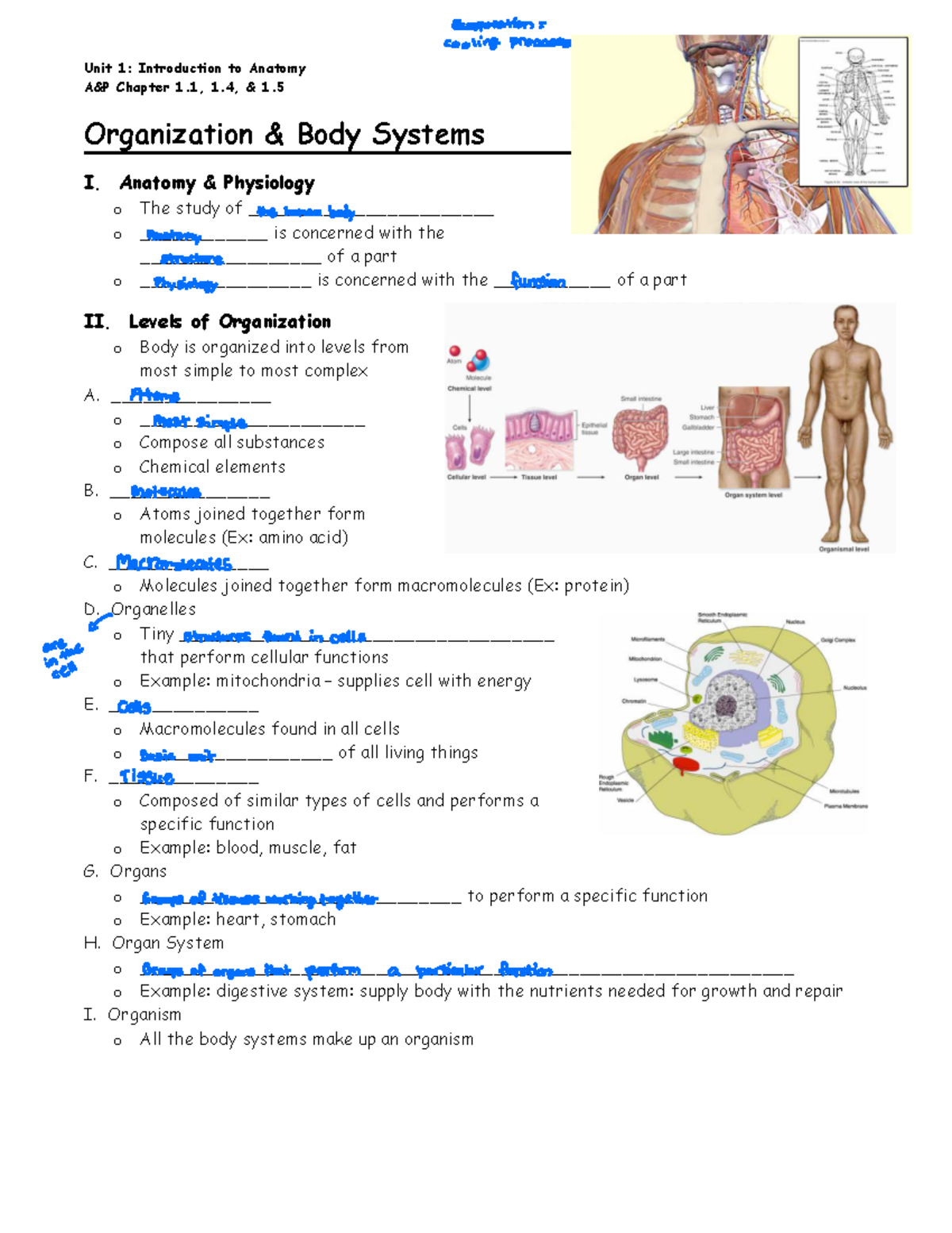 Final Exam Study Guide for ABC 123: Anatomy & Body Systems Overview ...