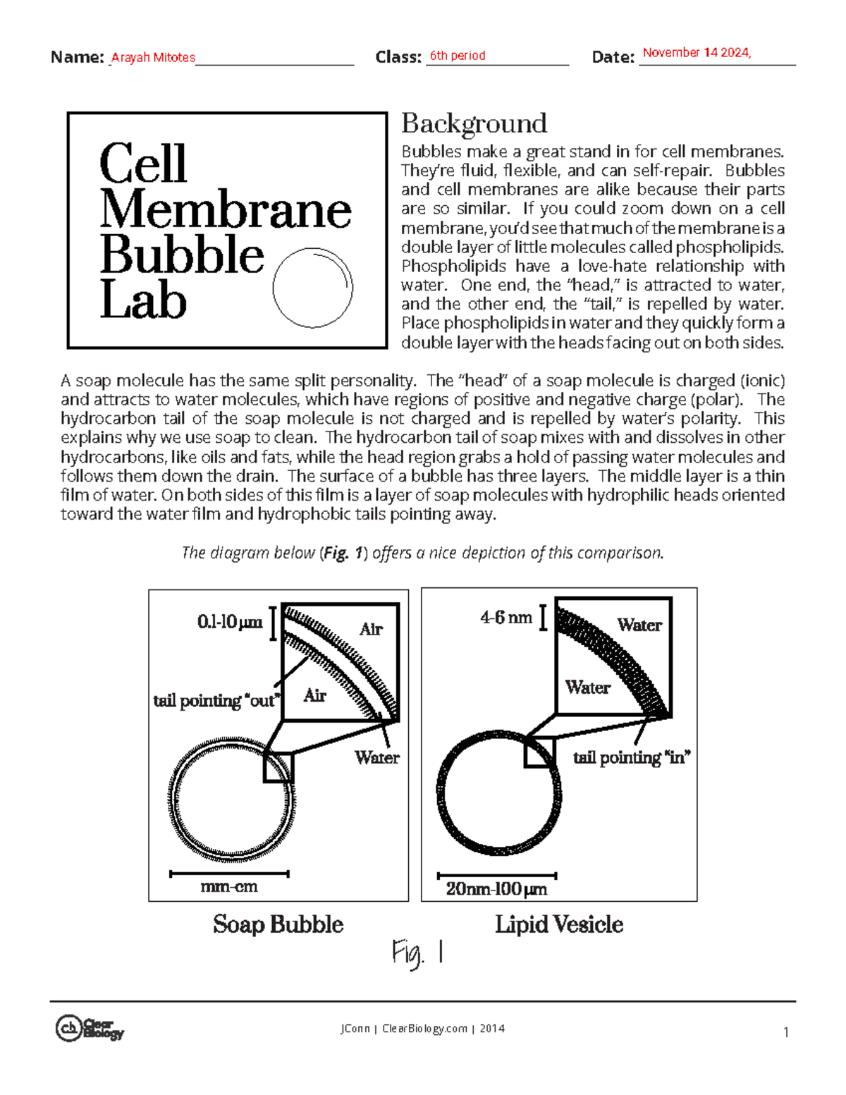Cell-Membrane-Bubble-Lab - JConn | ClearBiology | 2014 Background ...