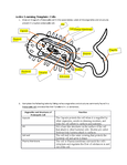 BIOS-242 - Chamberlain - Fundamentals Of Microbiology With Lab - Studocu