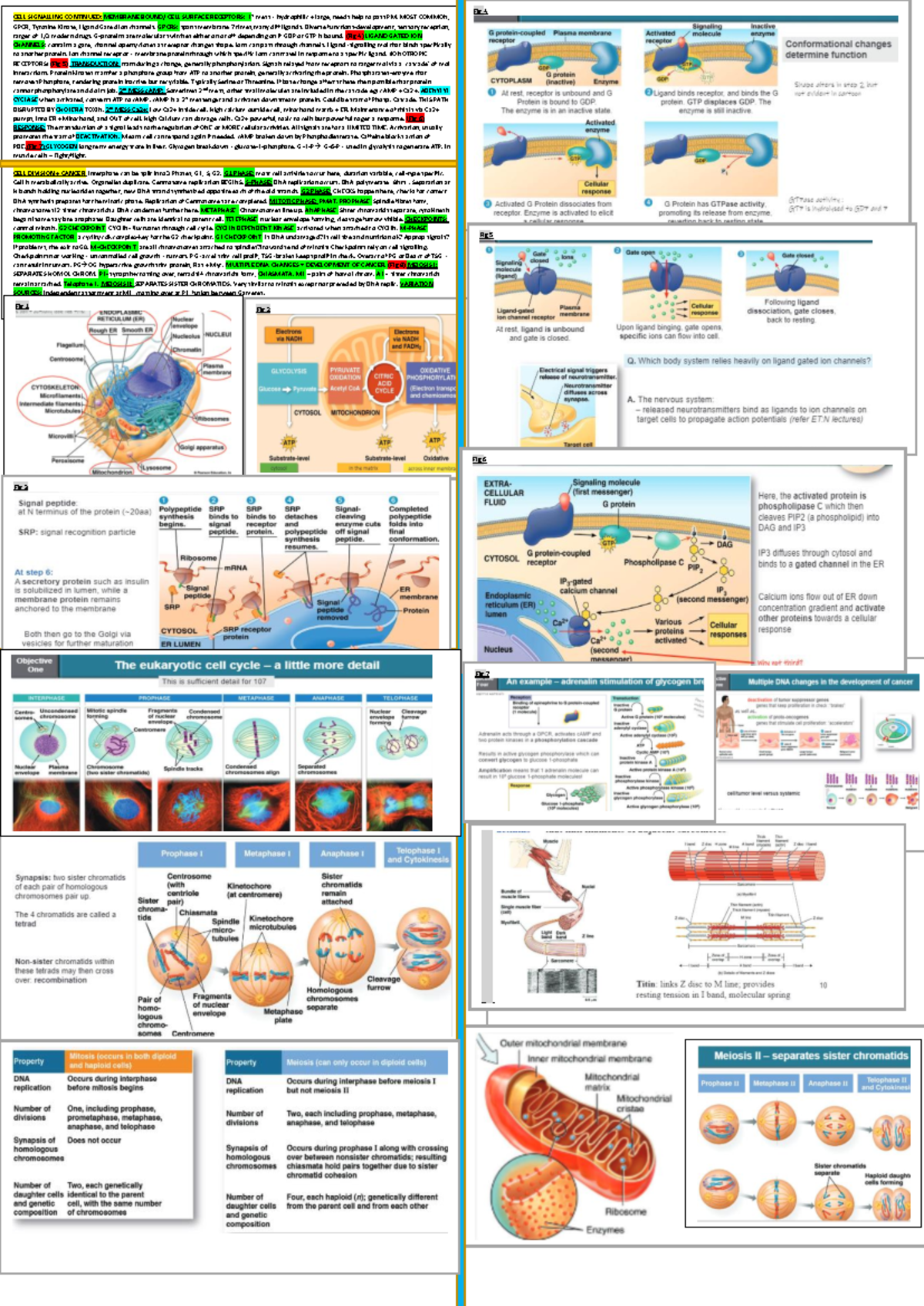 Cell signalling continued: Membrane receptors and cell division notes ...