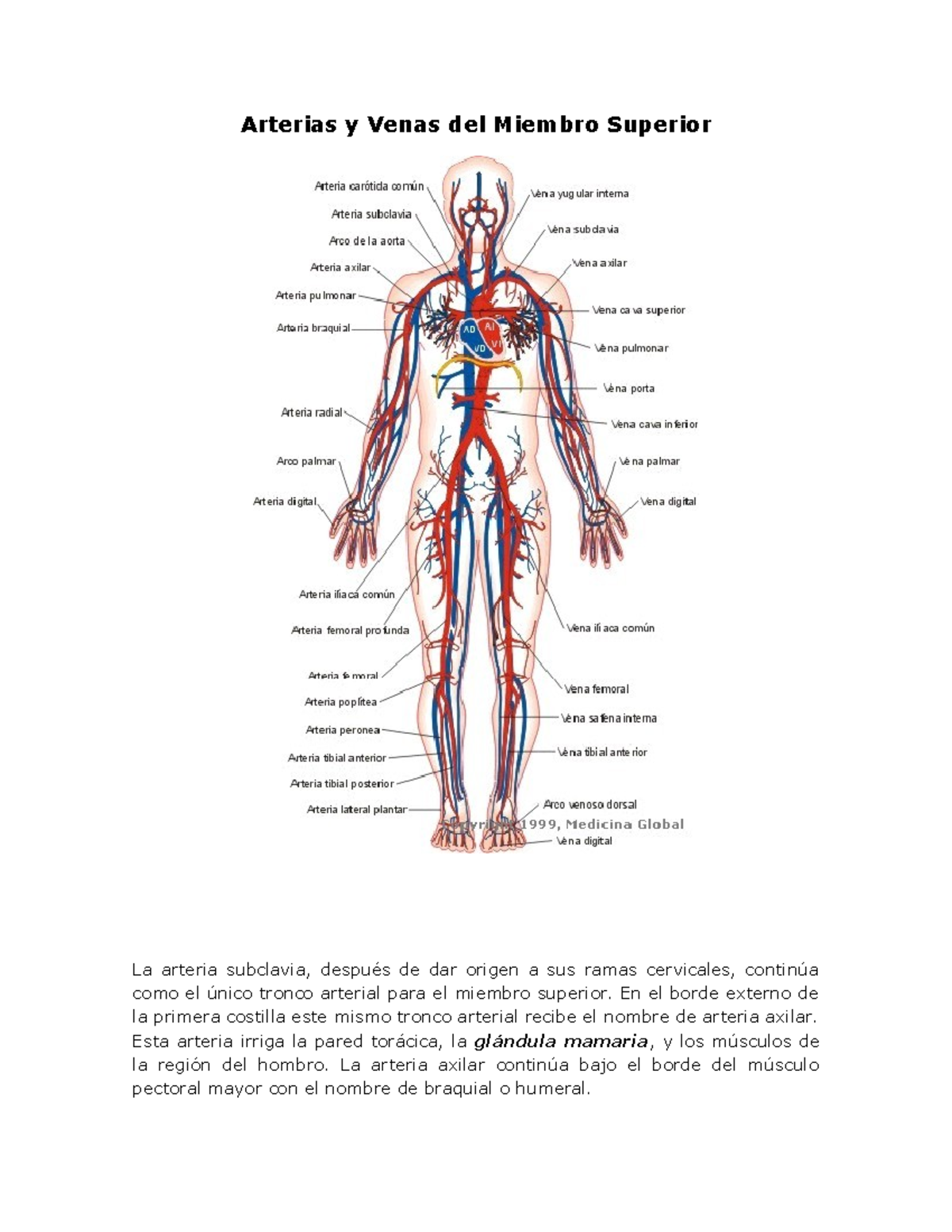 Arterias y Venas del Miembro Superior: Anatomía y Drenaje Venoso - Studocu