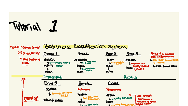 Tutorial 1: Baltimore Classification System Fact Sheets & Practice ...