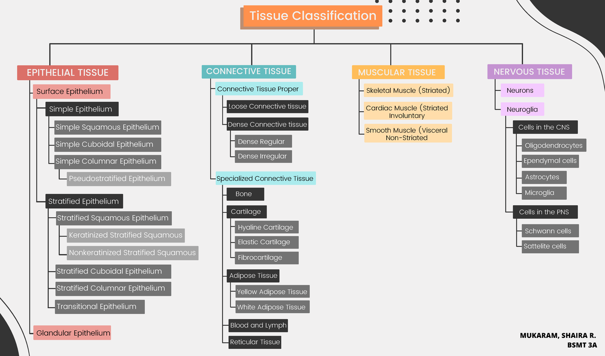 Classification of Tissues (Epithelium, connective tissue, etc) - Simple ...