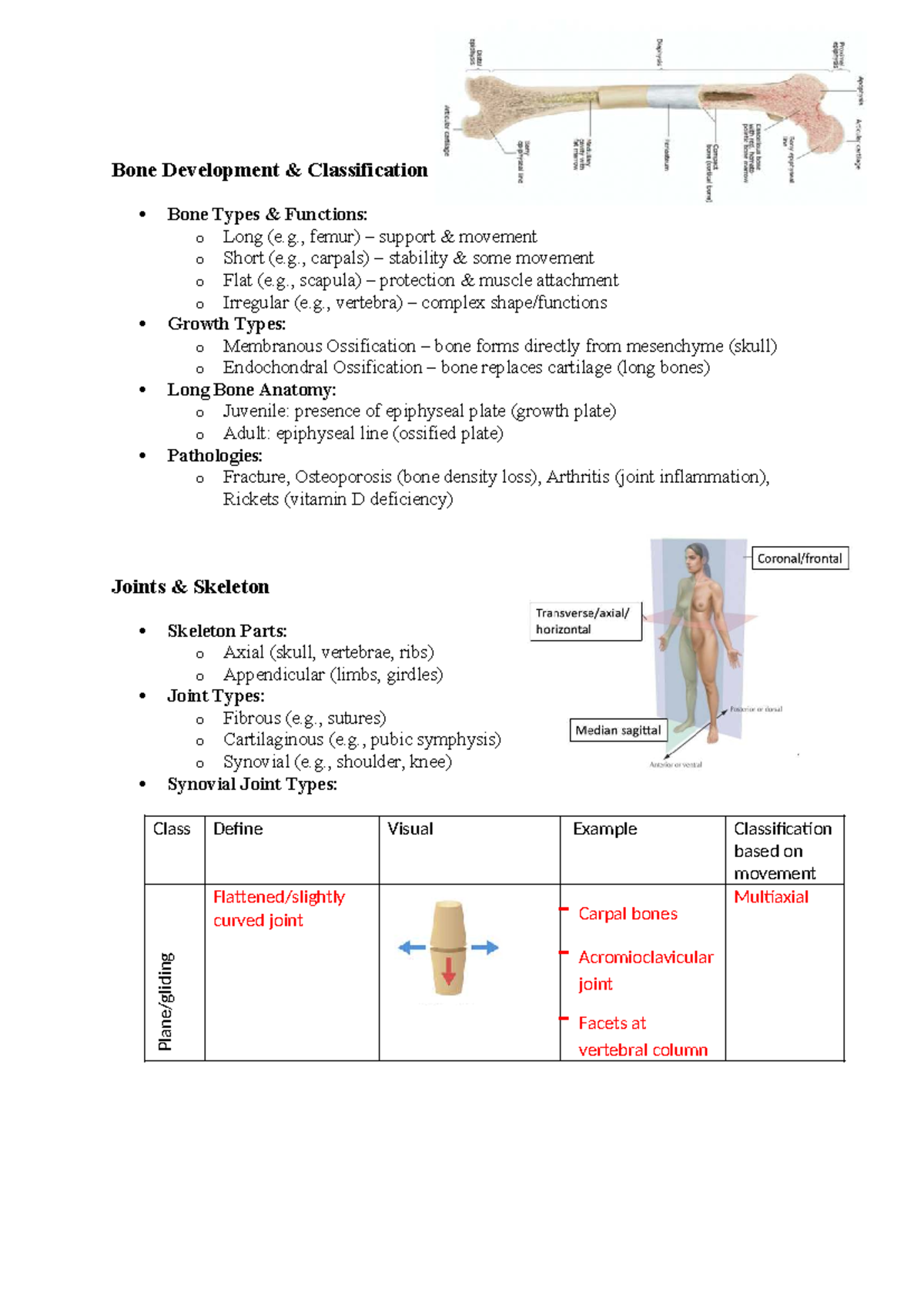 Bone Development, Joints, and Muscles: Anatomy Overview for ANAT 101 ...