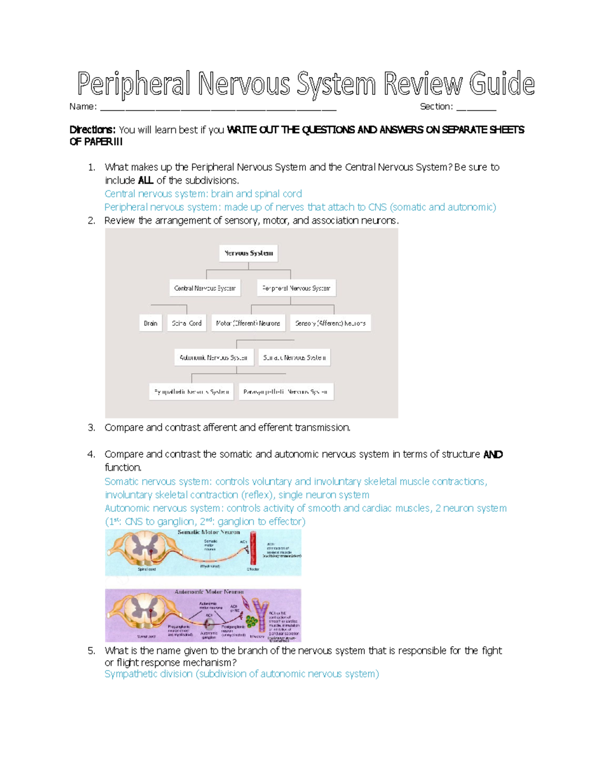 Peripheral Nervous System (PNS) Study Guide for Exam Preparation - Studocu