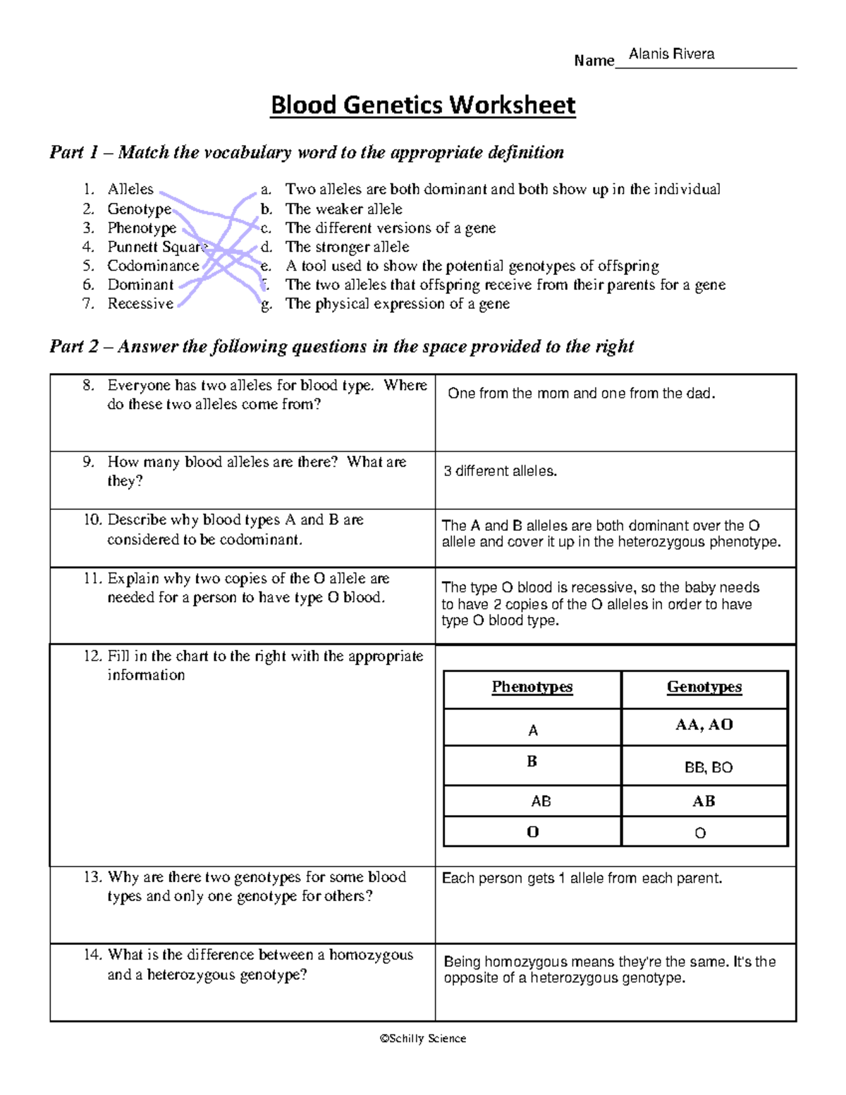Blood Genetics Worksheet - Concepts and Questions Guide - Studocu