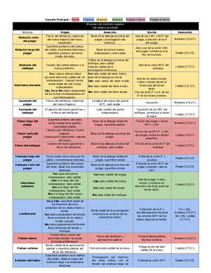 Anatomía DEL Corazón - Resumen Netter Atlas De Anatomia Humana ...