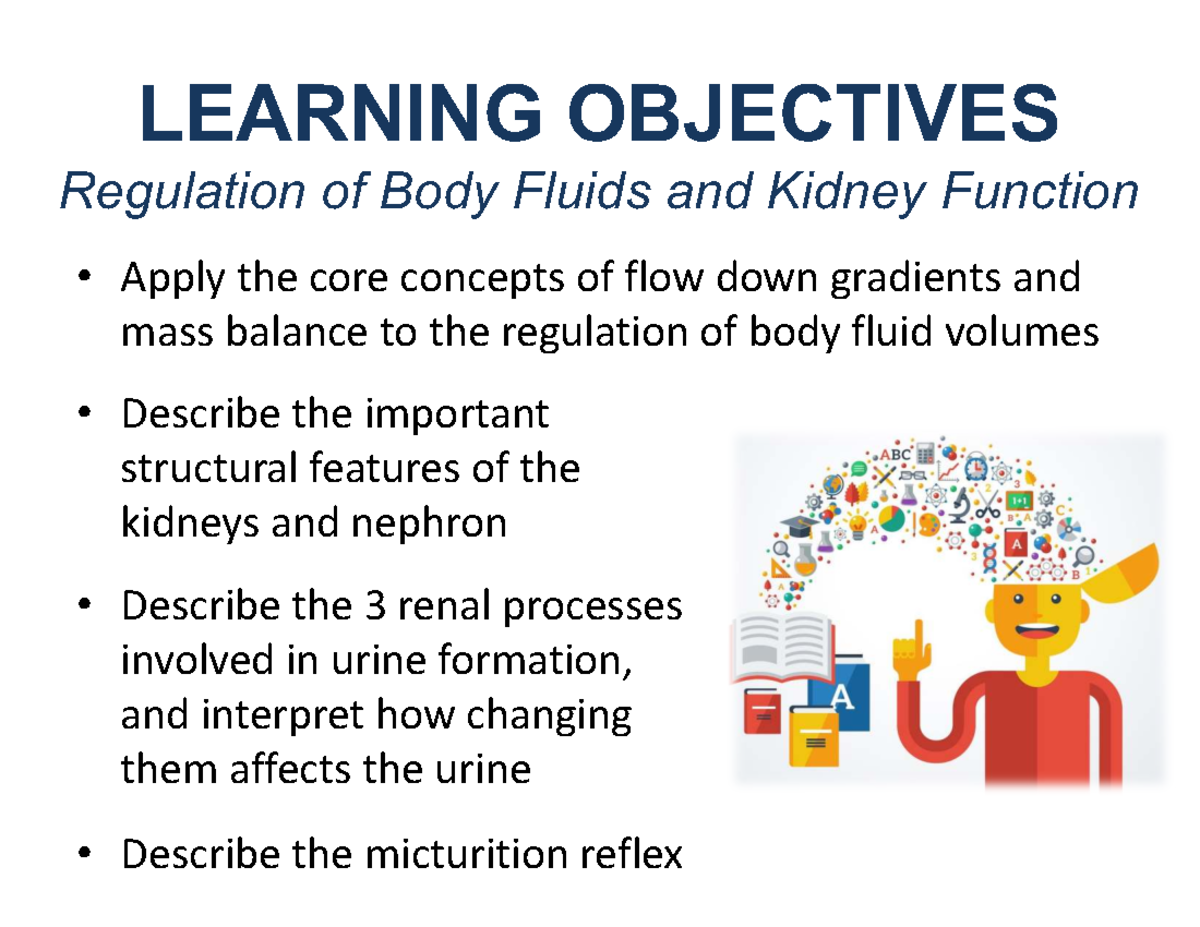 Bio3U03-16-Body Fluid Regulation - LEARNING OBJECTIVES Regulation of ...