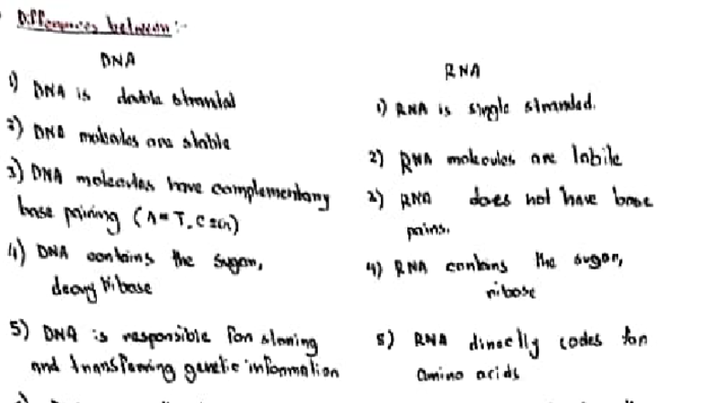 DNA and RNA Structure: Key Concepts for 9ANA Course - Studocu