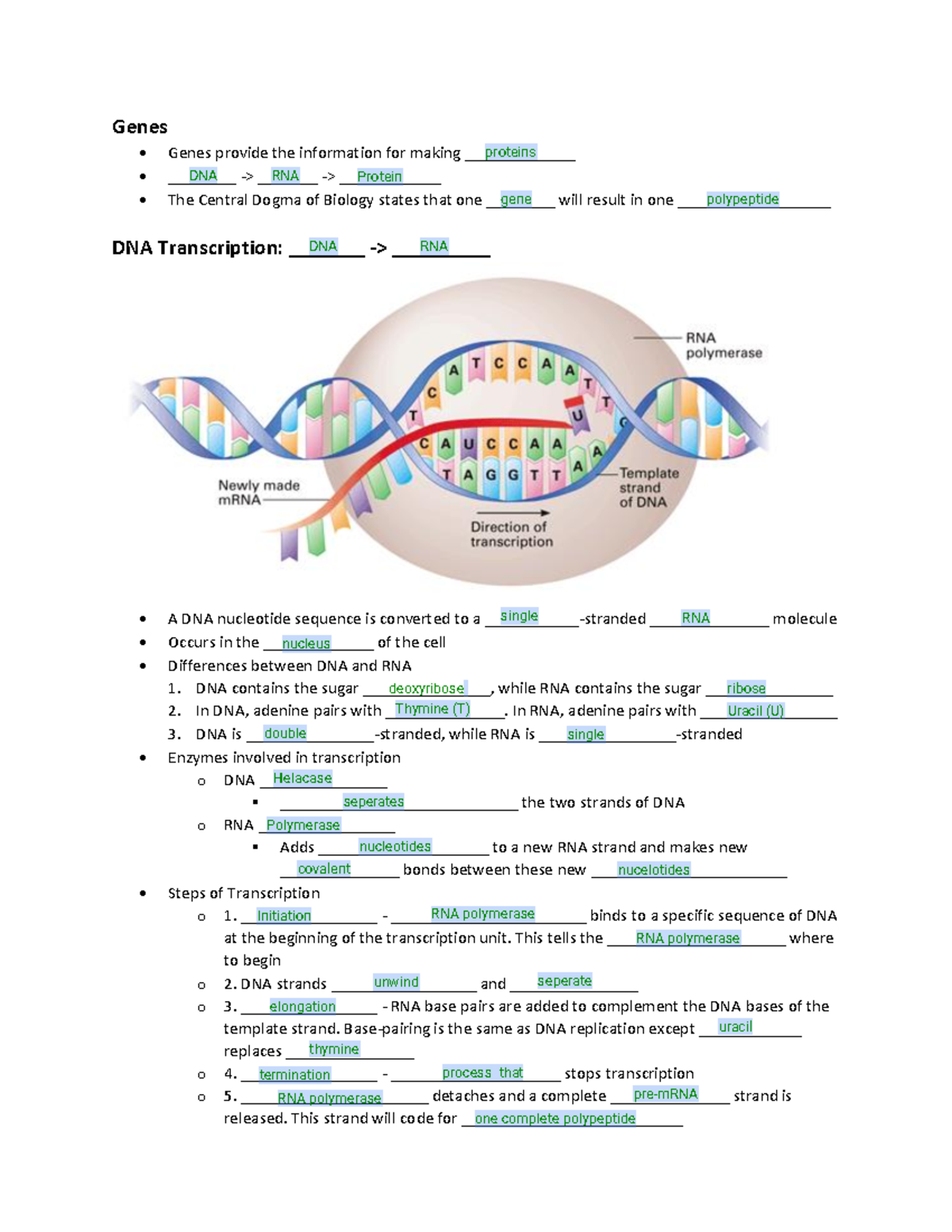 DNA & Base Pairing guided notes - Genes Genes provide the information ...
