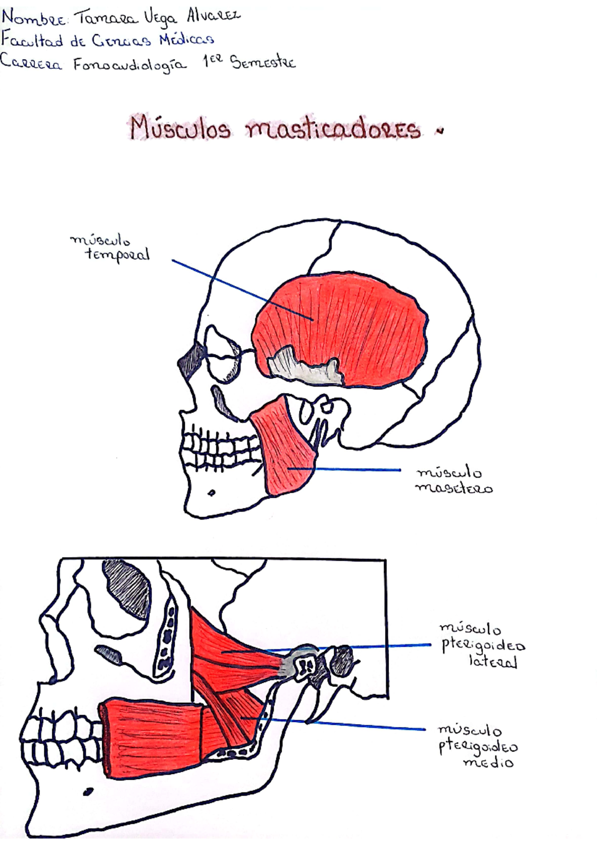 Dibujos de Músculos Masticadores y de la Mímica Facial - FO151 - Studocu