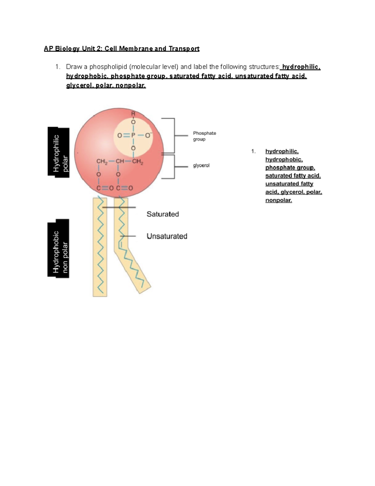 AP Biology Unit 2 Notes: Cell Membrane Structure & Transport Mechanisms ...