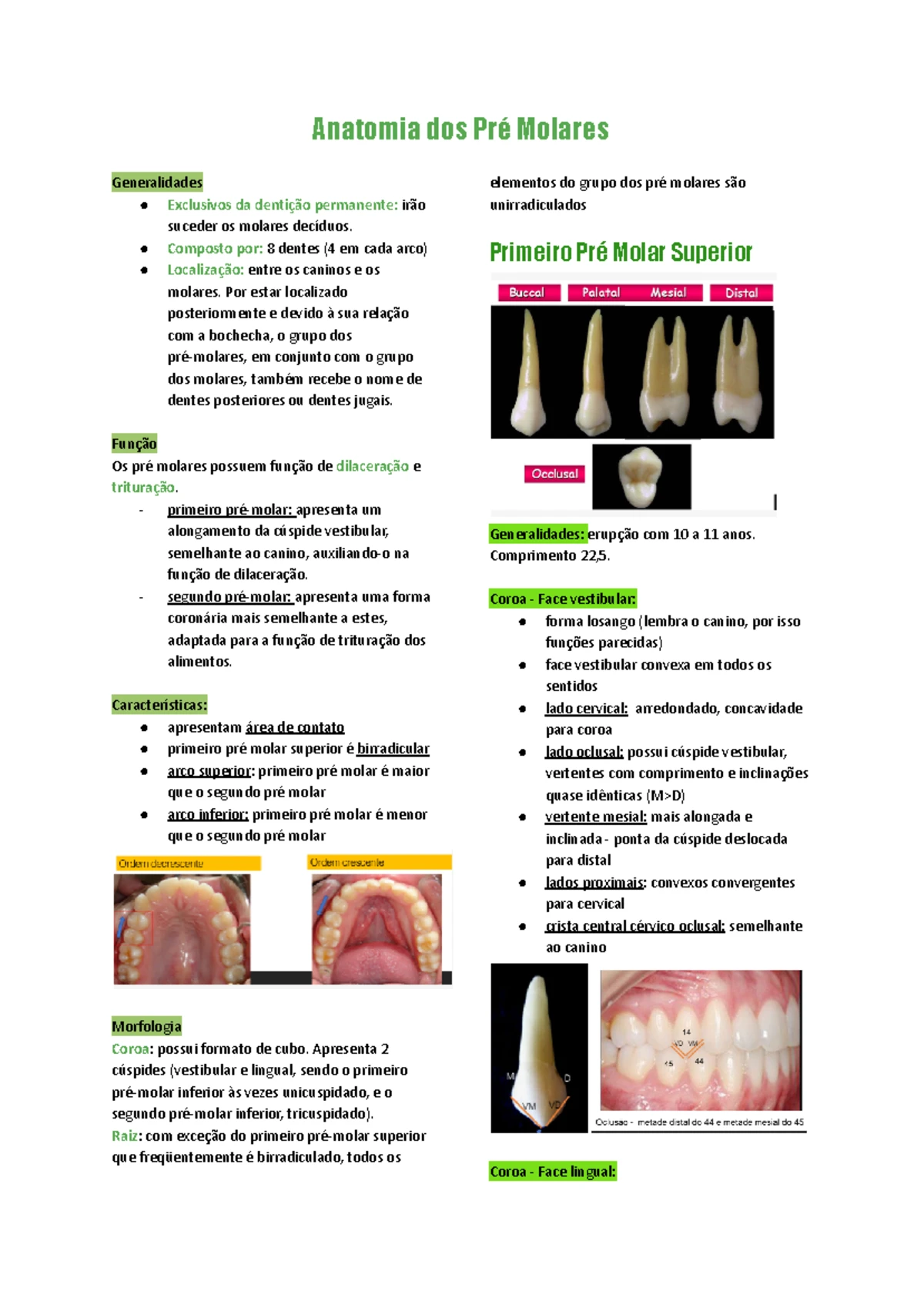 AULA 09 - Molares Superiores: Anatomia e Características Detalhadas ...