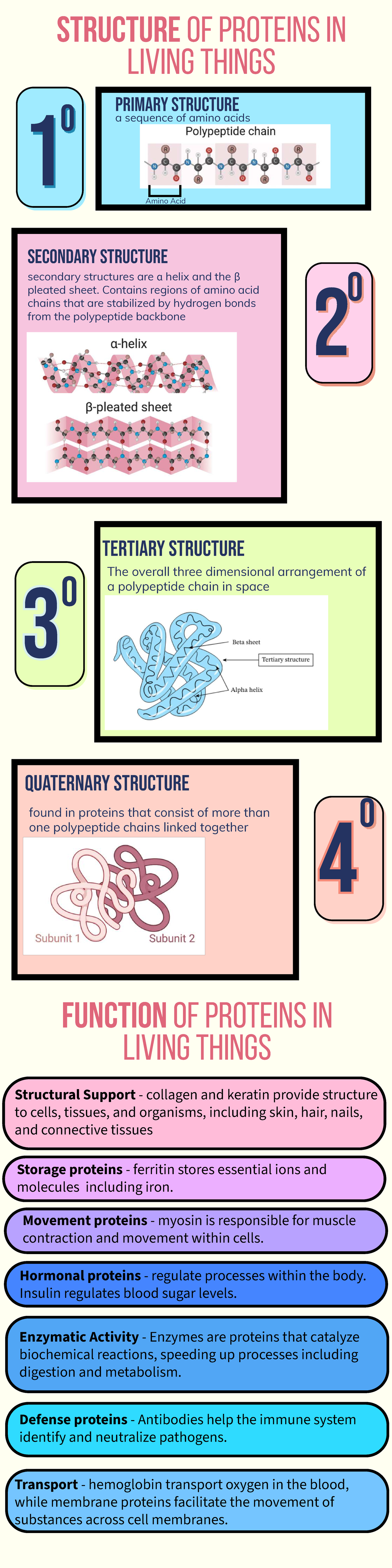 Protein Structure and Function in Living Organisms: Infographic - Studocu