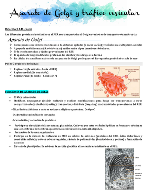Mitosis - fases del ciclo celular - MiTosis PROFASE ANAFASE PROFASE ...