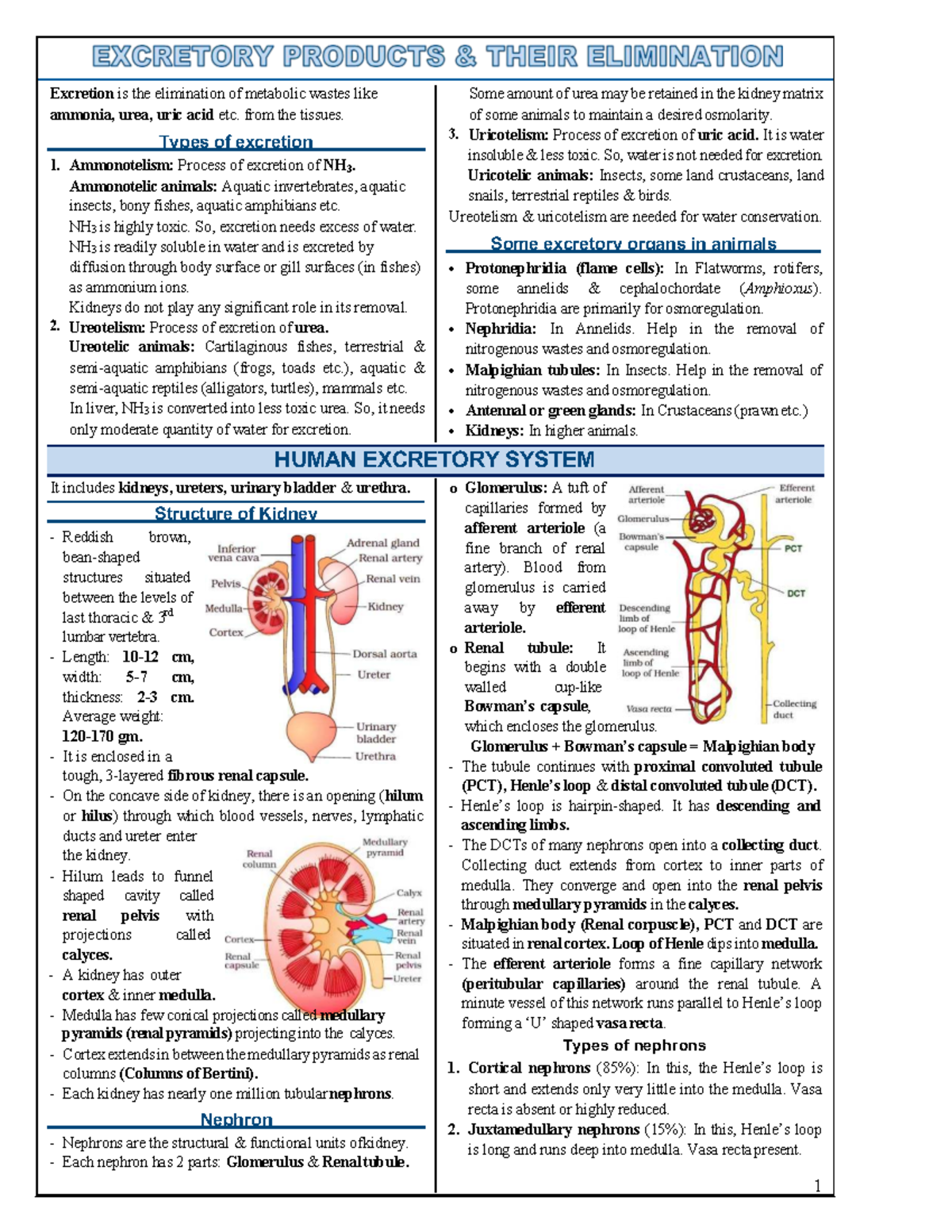 Biology Class Notes 12: Excretion and Human Excretory System - Studocu