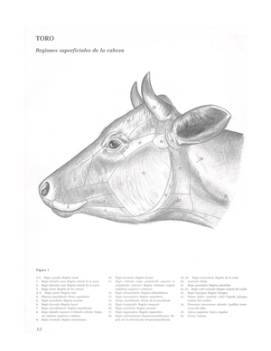 Anatomia veterinaria-Tibia y peroné -Metatarso y falanges ...