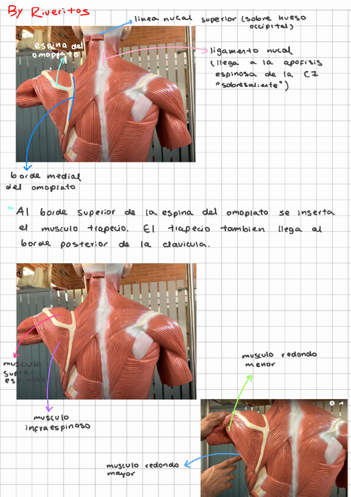Apuntes sobre los músculos del dorso y nuca - Anatomía 101 - Studocu