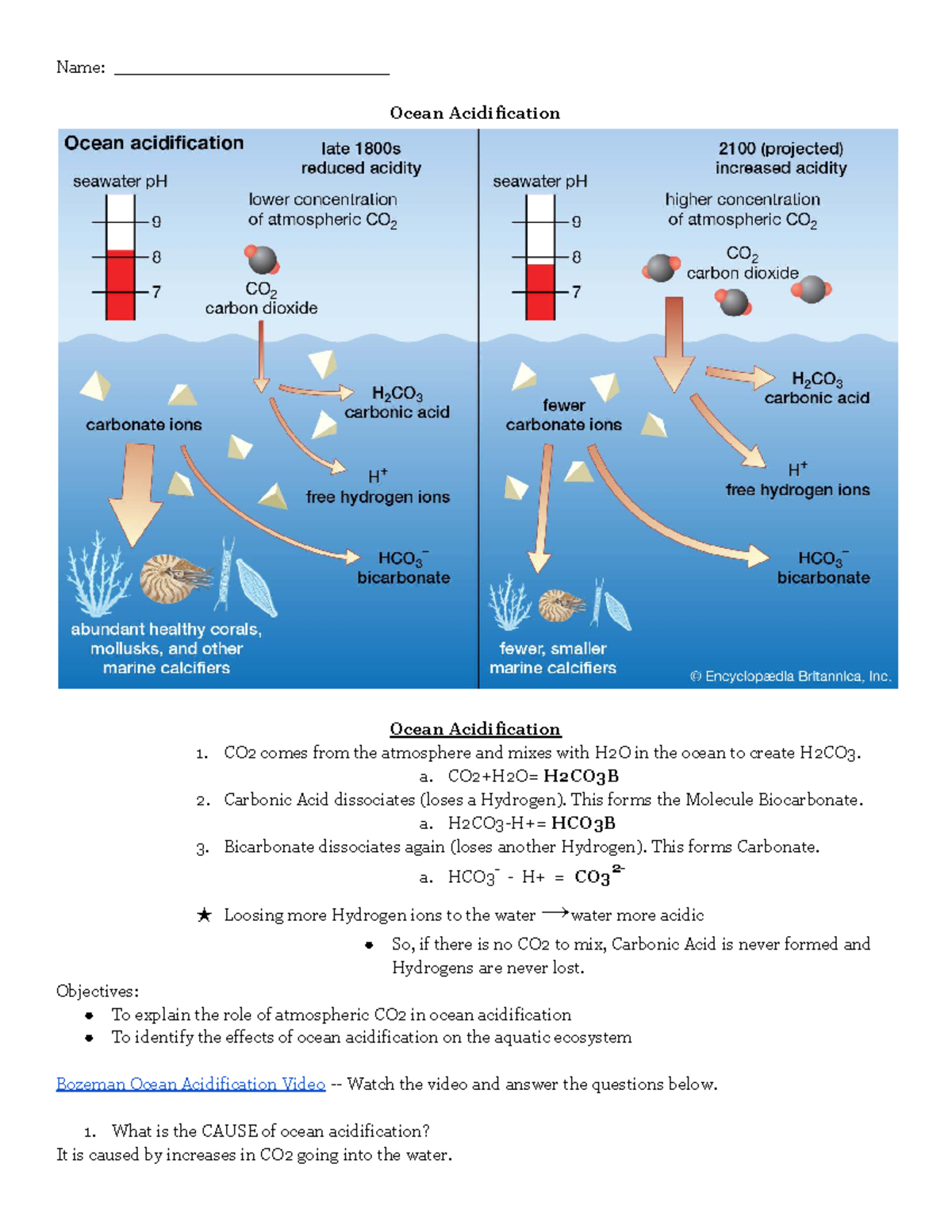 Ocean Acidification: Causes, Effects, and Ecosystem Impacts (BIO 101 ...