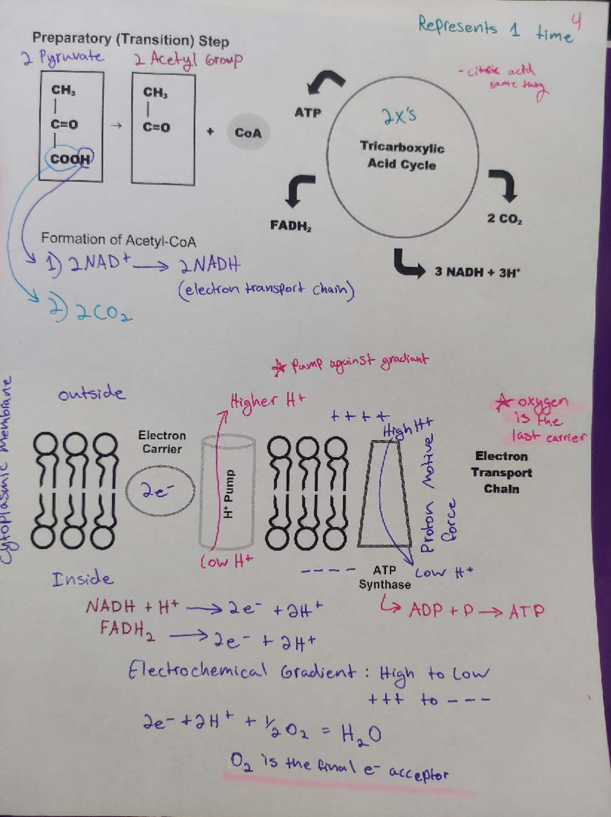 Chapter 6: Microbial Metabolism Overview for Course Code XYZ101 - Studocu