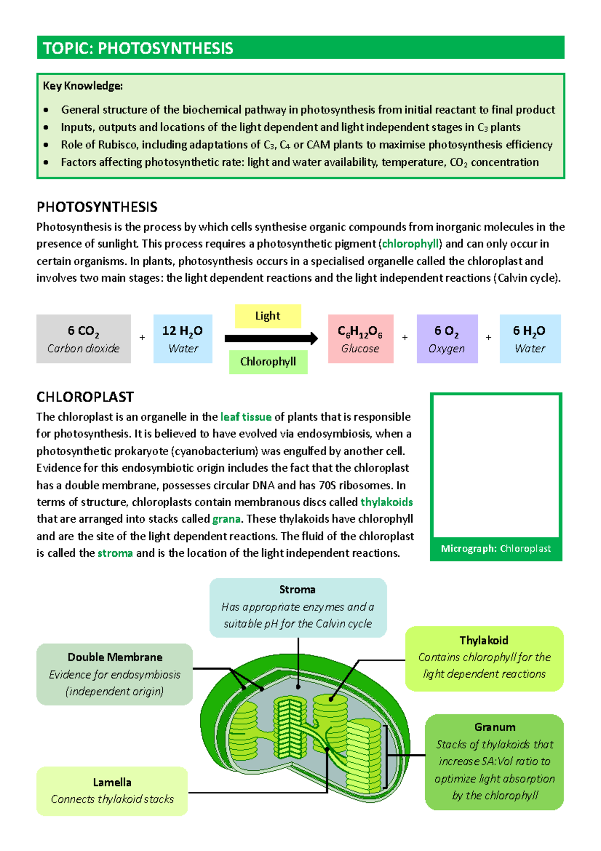 Photosynthesis Overview: Key Concepts and Processes (BIO101) - Studocu
