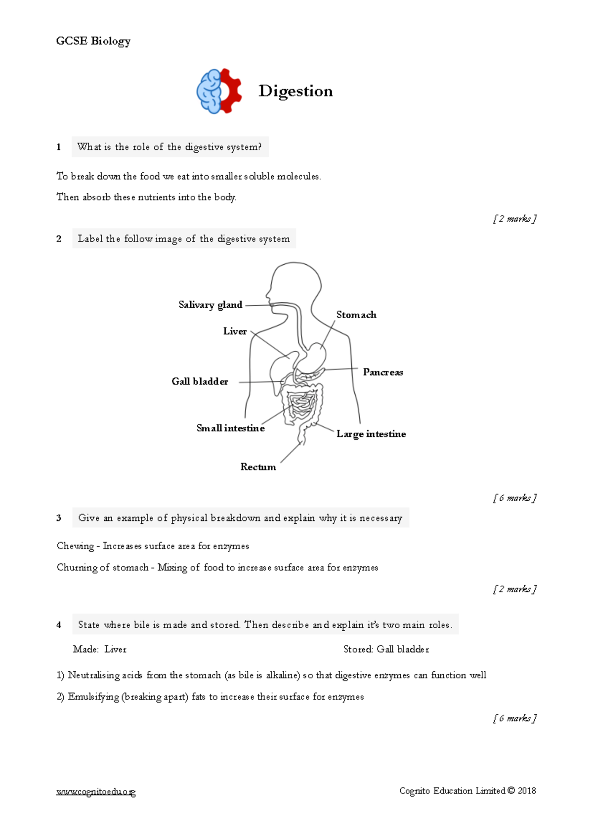 GCSE Biology: Digestion Worksheet Answers and Explanations - Studeersnel
