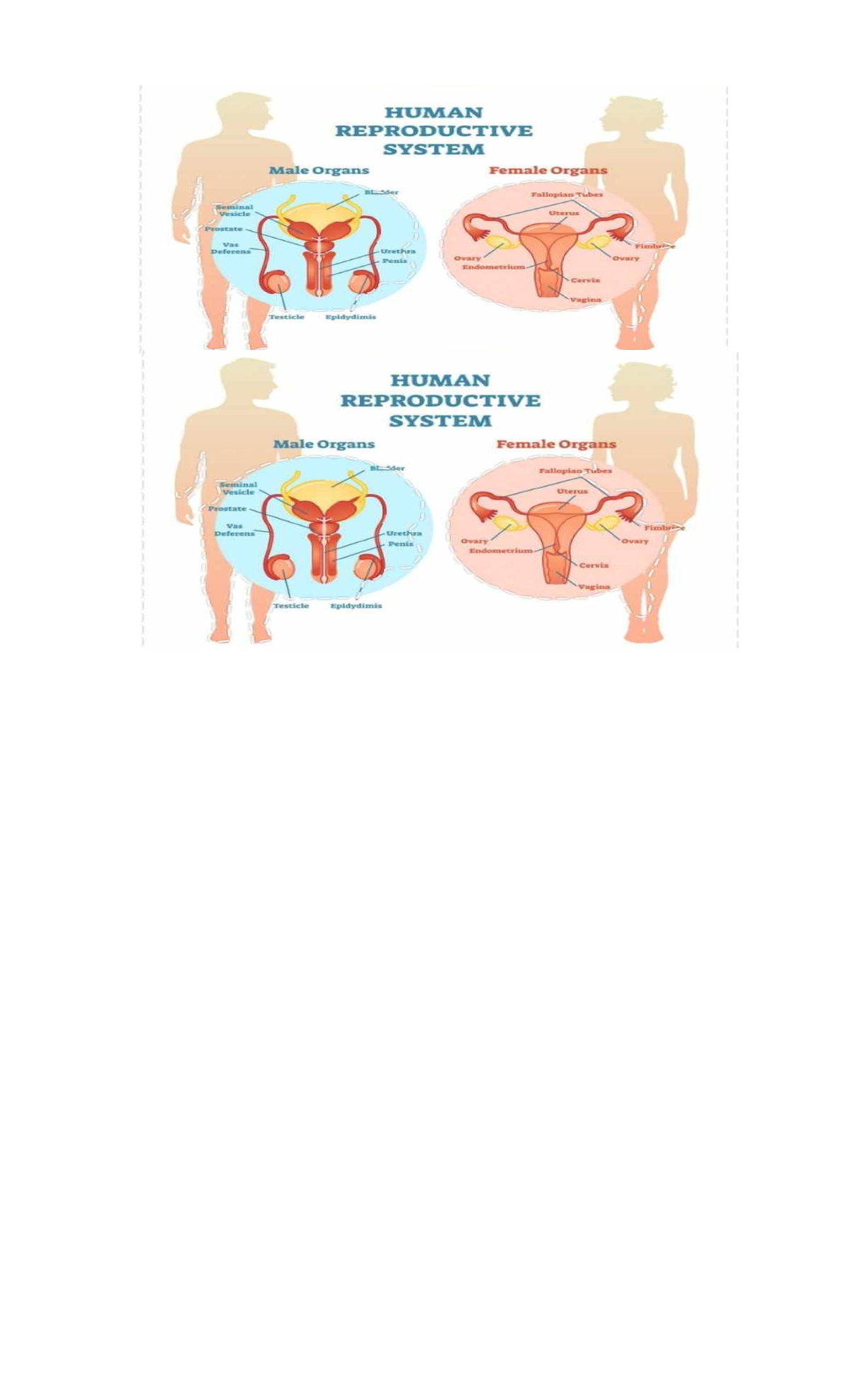 Female Reproductive System: Anatomy & Functions (BIO 101) - Studocu