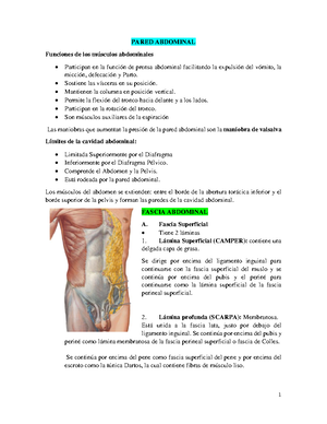 Cordon Espermatico - Moore. Fundamentos de Anatomía Con Orientación ...